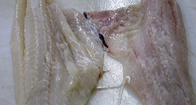 TIFF 2016: HAND.LINE.COD. – Cinema Axis